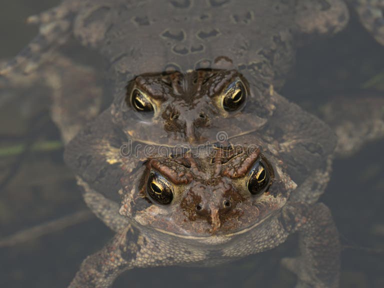 Common American Toads in a Pond, Spring Mating Season Two Toads Paired ...