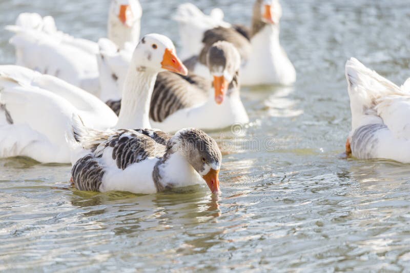 Common ansar, Anser anser stock image. Image of funny - 48857029