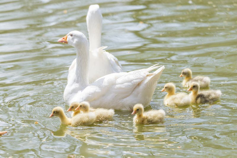 Common ansar, Anser anser stock image. Image of bird - 60968847