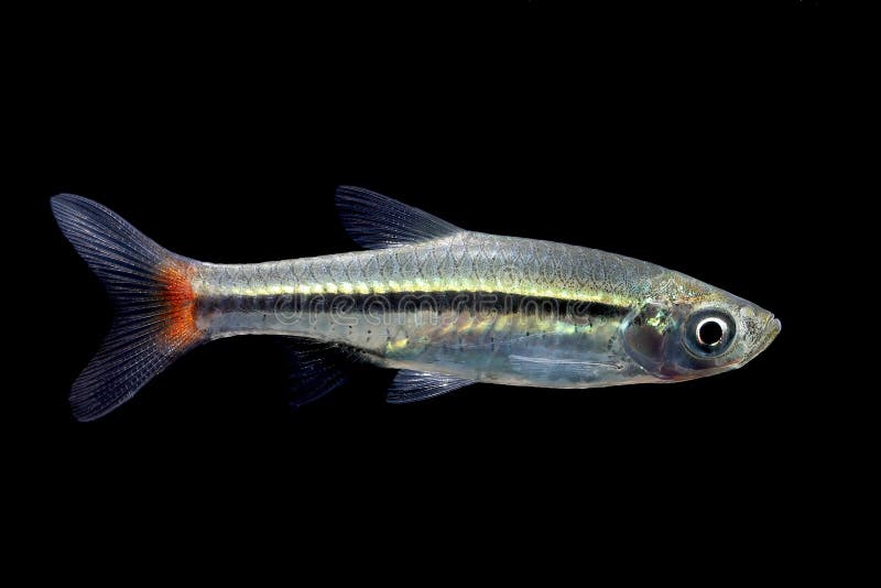 Common Aquarium Fish, Red-tailed Rasbora Stock Image - Image of fishing ...