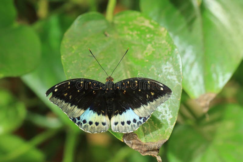 Common archduke butterly stock photo. Image of butterly - 311086976