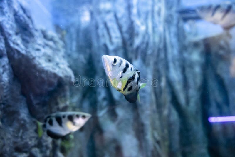Common Archer Fish in Aquarium. Freshwater Fish Stock Photo - Image of ...