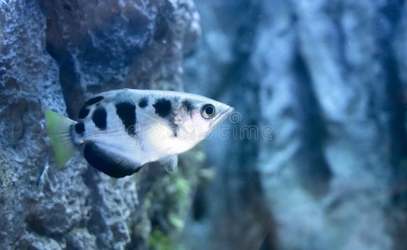 Common Archer Fish in Aquarium Stock Photo - Image of underwater ...