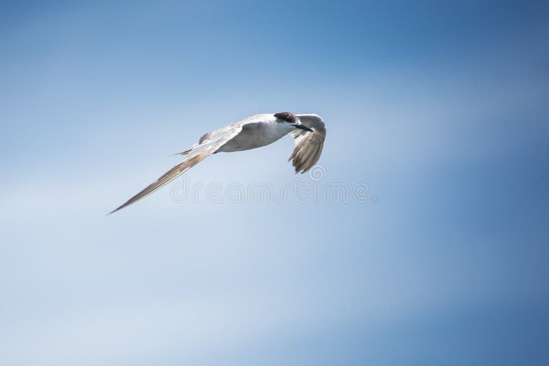 Common Terns Flying in the Blue Sky Stock Photo - Image of paradisaea ...