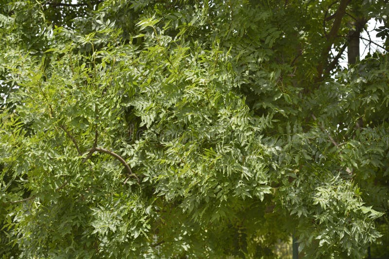 Common ash stock image. Image of foliage, tree, botany - 324000959