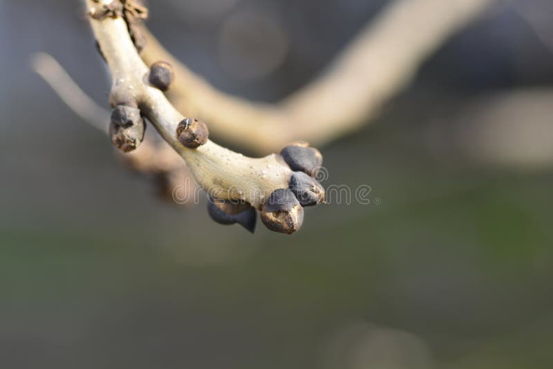 Common ash stock image. Image of plant, excelsior, flower - 212706219