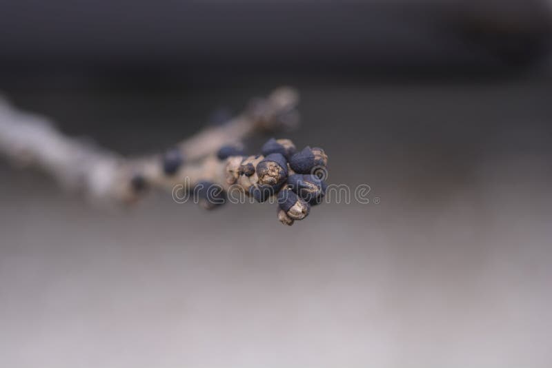 Common ash stock photo. Image of winter, common, branch - 209767068