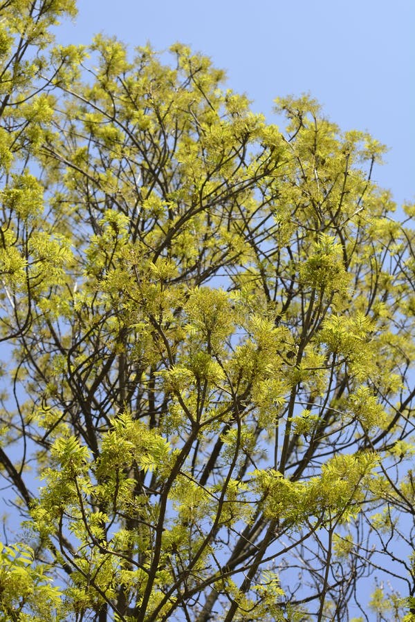 Common ash stock photo. Image of foliage, outdoors, common - 206862726