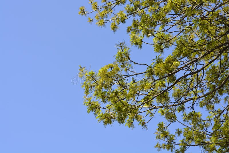 Common ash stock image. Image of botany, nature, spring - 210112343