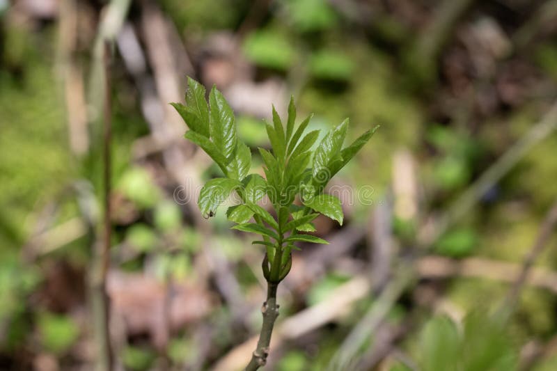 Common Ash Tree New Leaves in Spring Stock Image - Image of samara ...