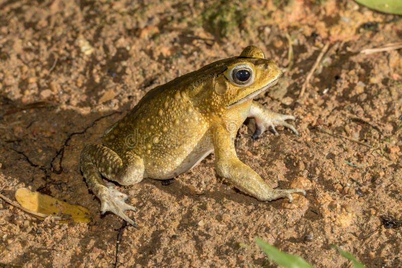 341 Toad Standing Photos - Free & Royalty-Free Stock Photos from Dreamstime