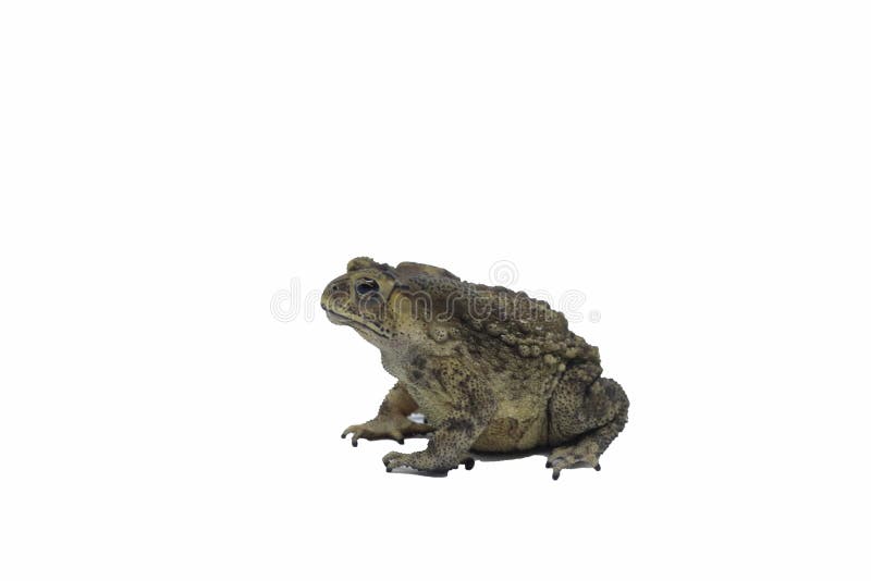 Asian Common Toad on White Background Stock Image - Image of closeup ...