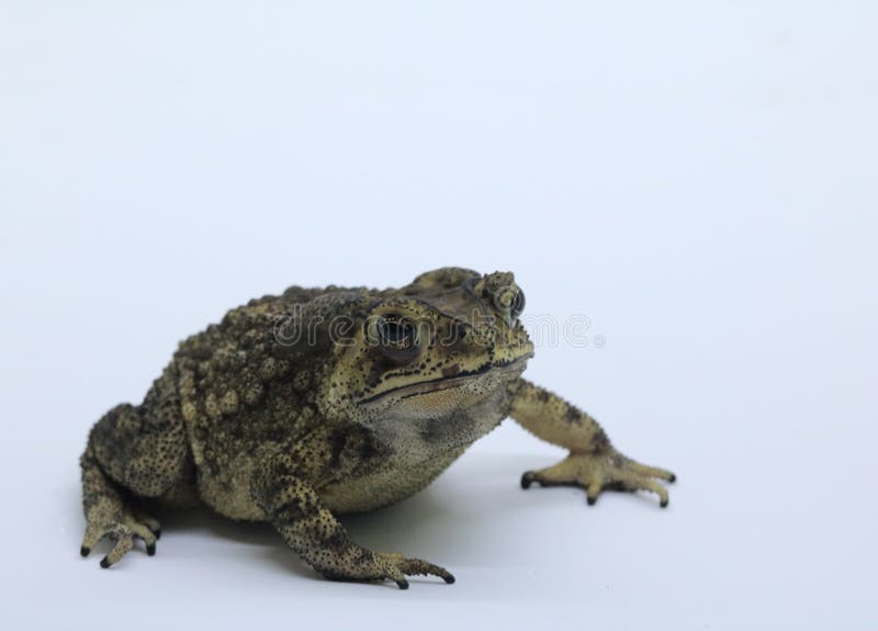 103 Sad Toad Stock Photos - Free & Royalty-Free Stock Photos from ...