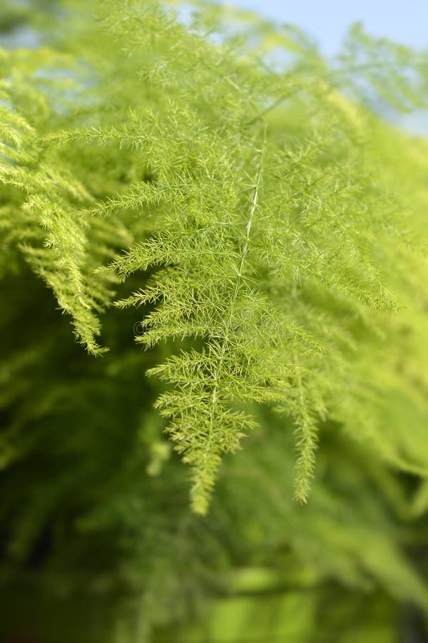 Common asparagus fern stock photo. Image of common, leaf - 203784804