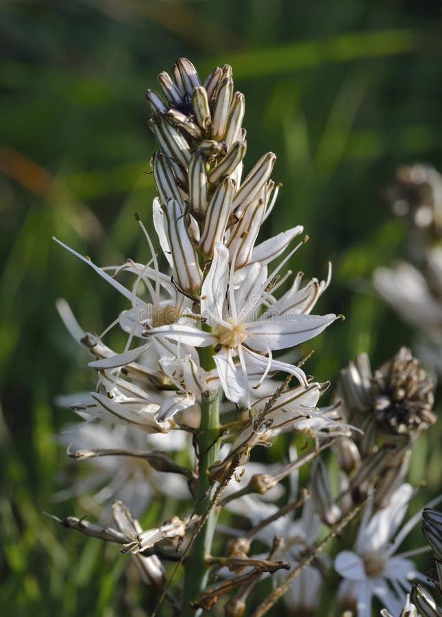 Bog Asphodel stock image. Image of britain, heathland - 33231623
