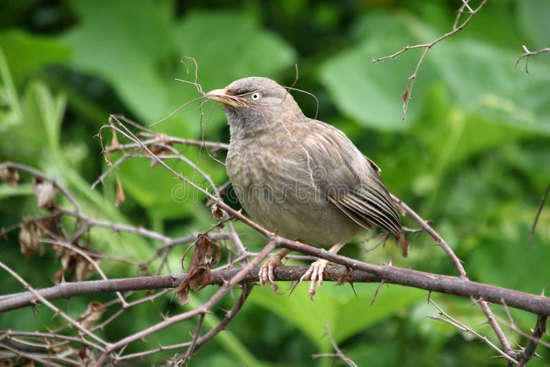 Common babbler stock image. Image of feathers, conspicuous - 125794189