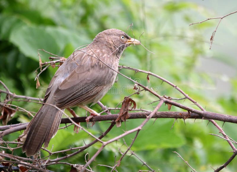 Common babbler stock image. Image of shot, bill, bird - 125794221