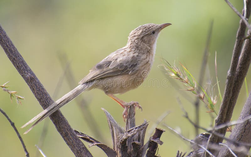 Common Babbler stock image. Image of zoology, forest - 81231999