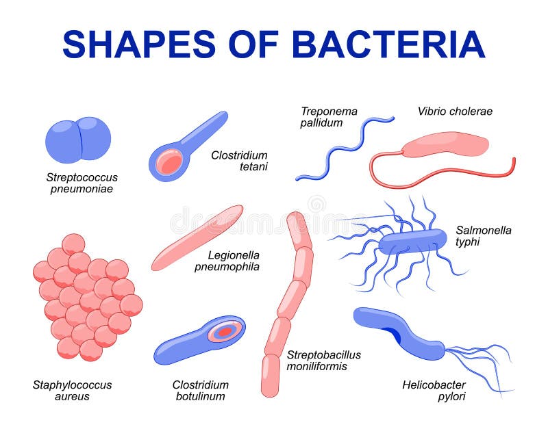 Common Bacteria Infecting Human Stock Vector - Illustration of cholera ...