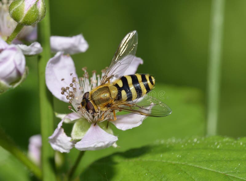 Common Banded Hoverfly stock image. Image of closeup - 14872779