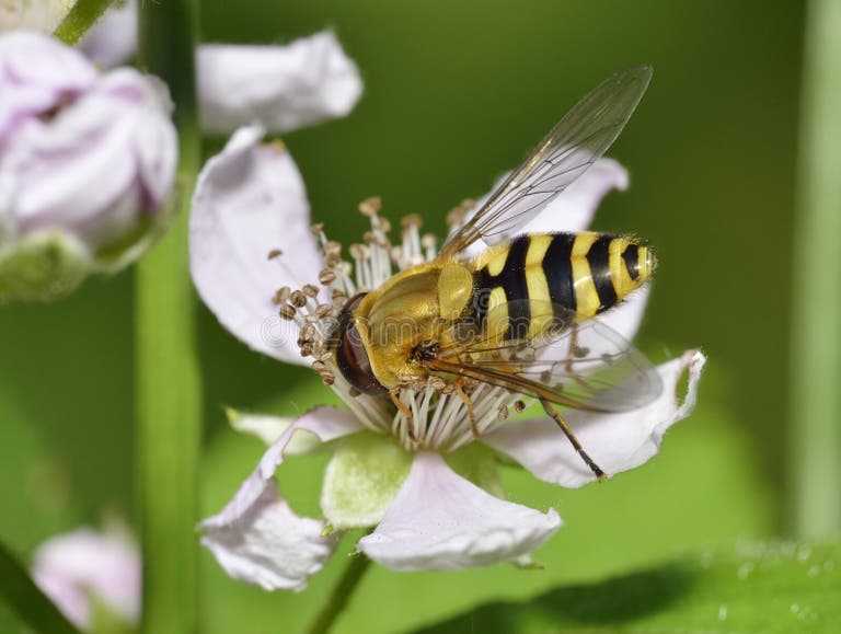 Common Banded Hoverfly stock photo. Image of wildlife - 95617204