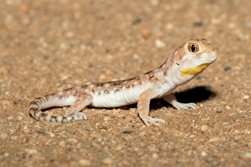 Common Barking Gecko stock photo. Image of hunting, nature - 189730878