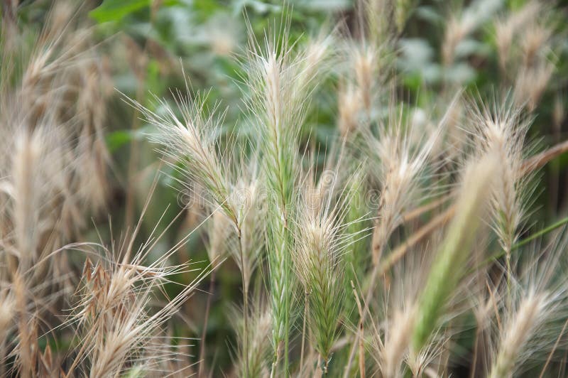 Common barley in the field stock image. Image of corn - 232782009