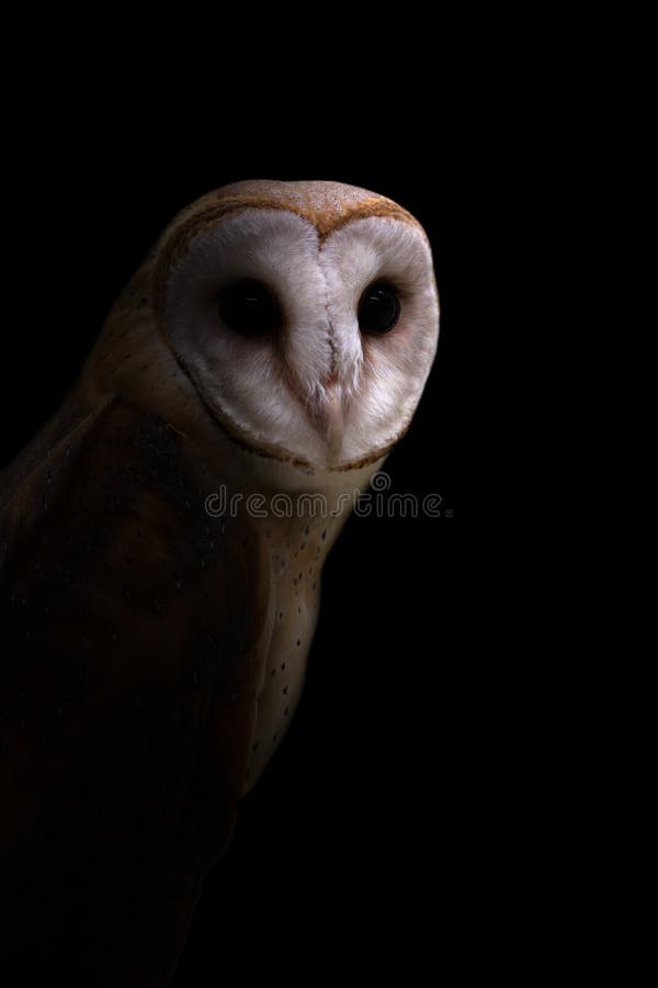 Common Barn Owl in the Dark Stock Photo - Image of outdoors, predator ...