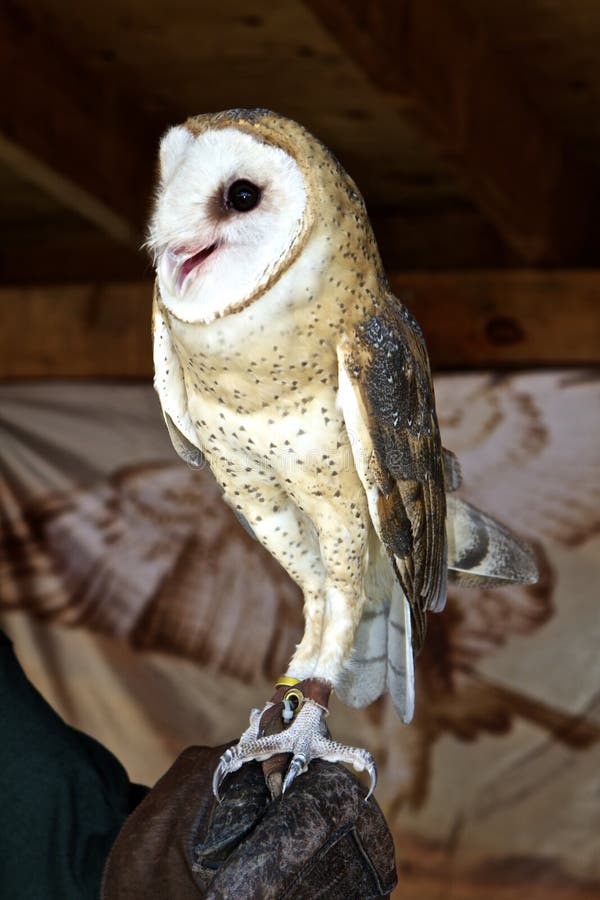 Common Barn Owl stock image. Image of falconry, glove - 40845883