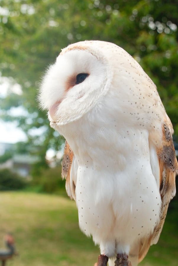 Common Barn Owl White Owl Stands Facing Side on To Camera Stock Photo ...