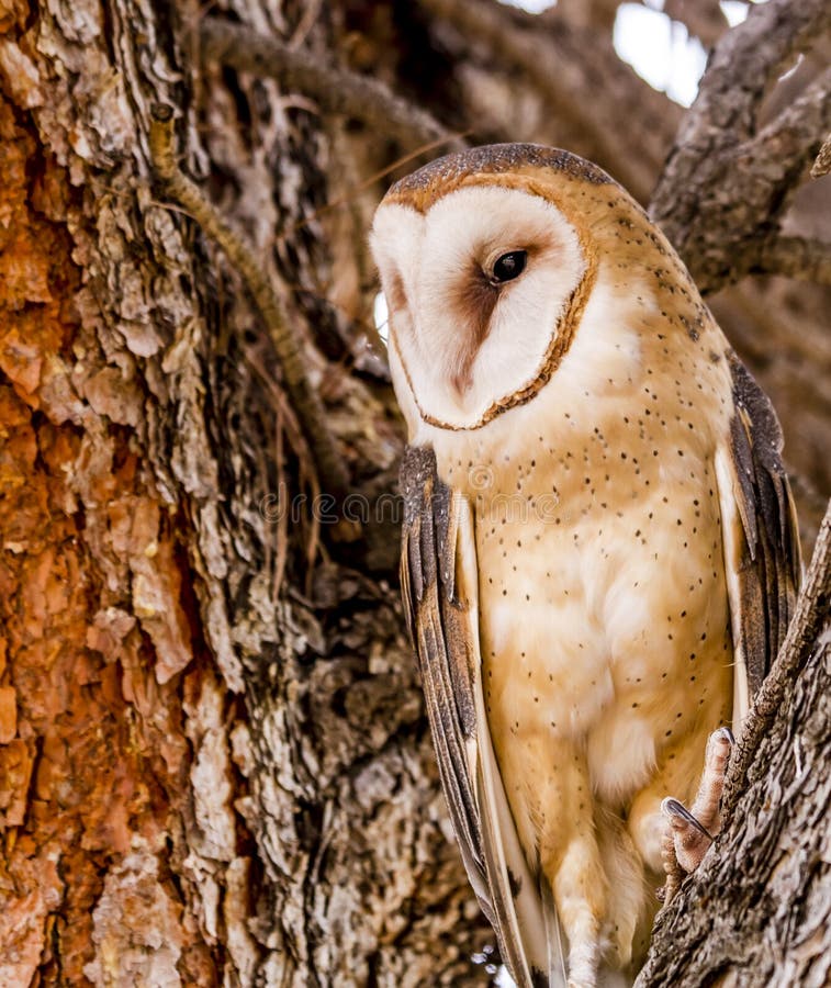 Common Barn Owl in Winter Setting Stock Image - Image of portrait ...