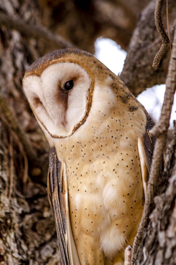 Common Barn Owl in Winter Setting Stock Image - Image of barn, bill ...