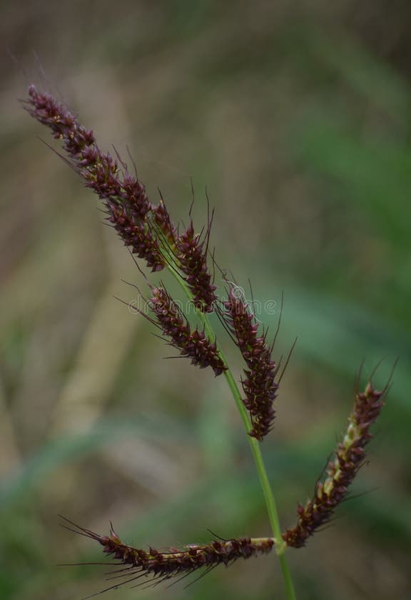 Common Barnyard-grass with Light Spiderhreads on the Side Stock Photo ...