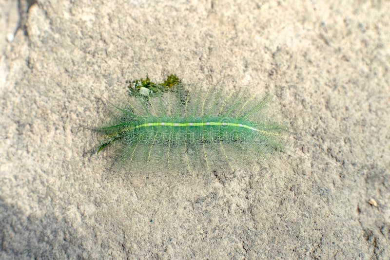 The Common Baron Caterpillar Species: Euthalia Aconthea Order ...