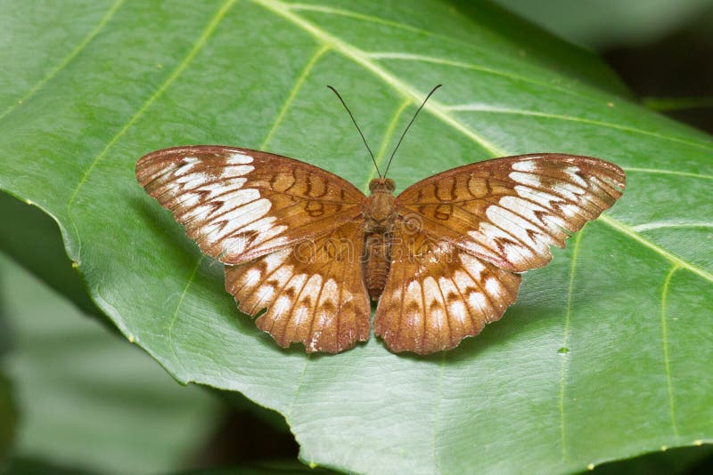 The Common Baron Caterpillar Species: Euthalia Aconthea Order ...