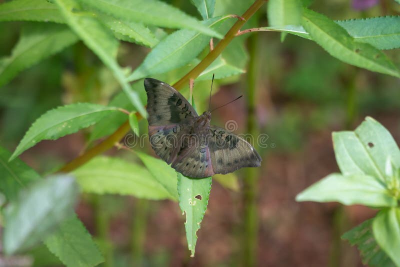 Common Baron Resting on a Leaf Stock Image - Image of asia, botany ...