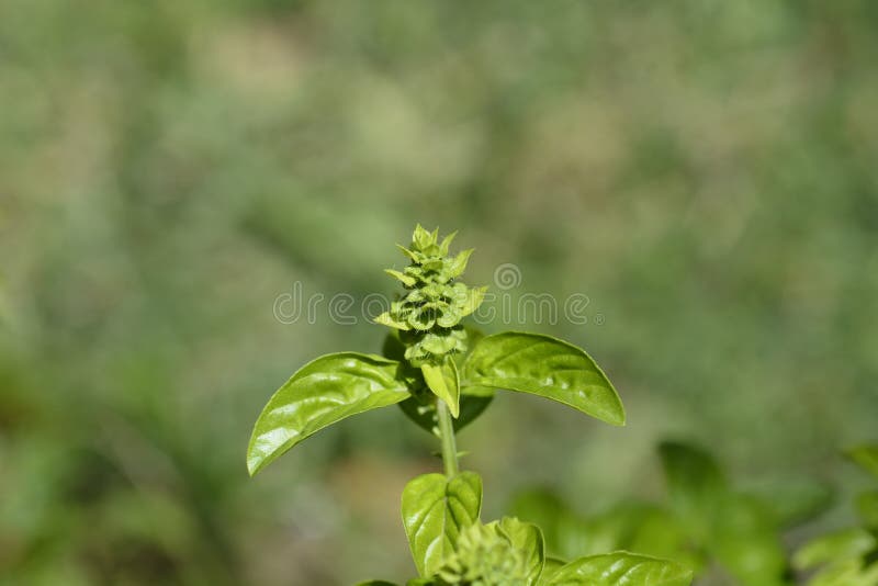 Common basil stock image. Image of cultivar, garden - 265613951
