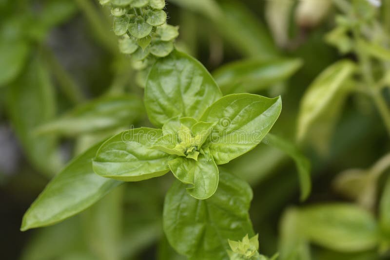 Common basil stock image. Image of herb, close, basilicum - 232821495