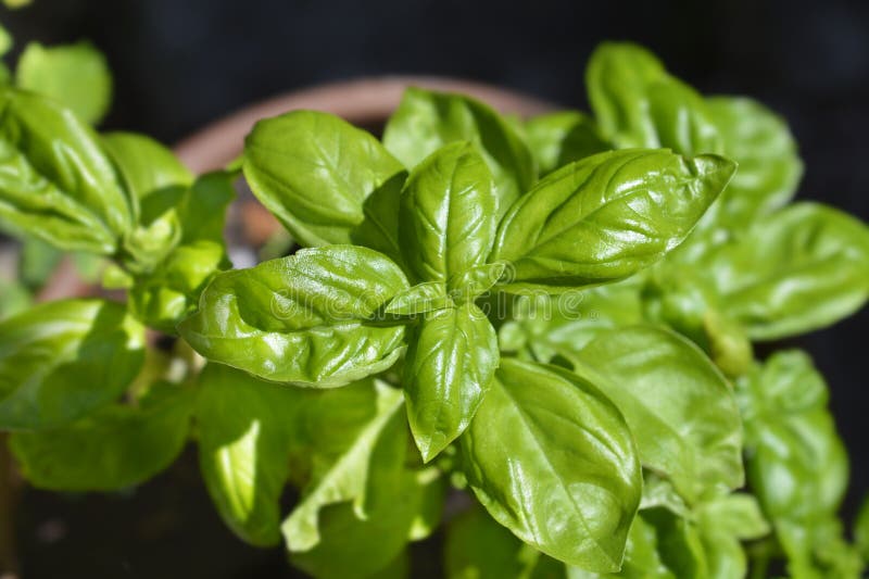 Common basil stock image. Image of nature, basil, plant - 289043953