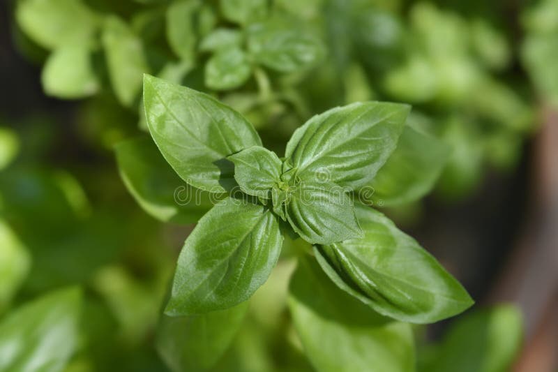 Common basil stock photo. Image of sweet, outdoors, herb - 344036058