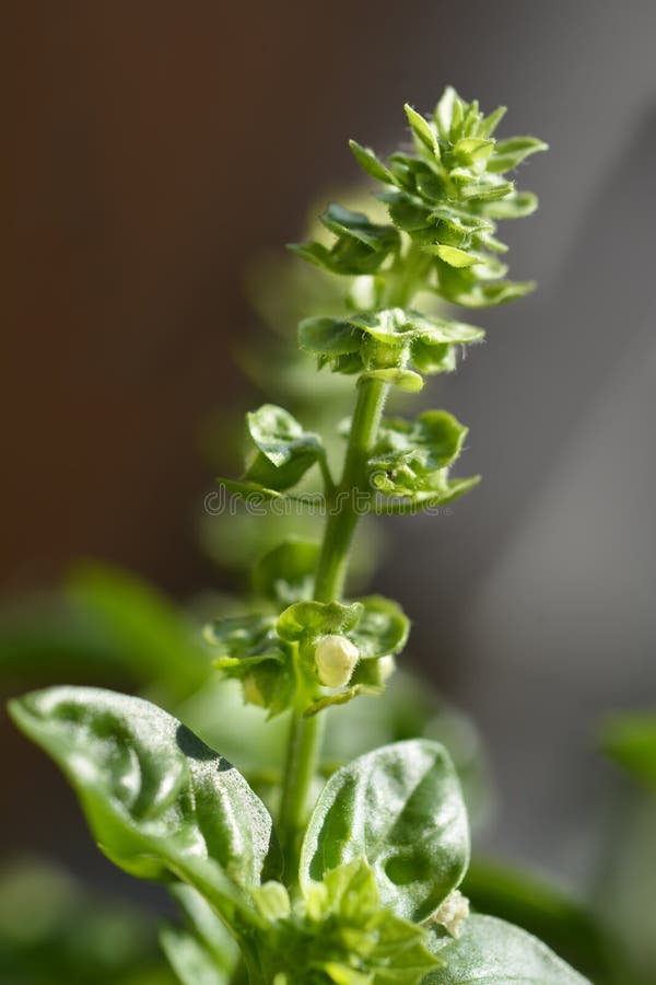 Common basil stock image. Image of cultivar, basil, ocimum - 259350721
