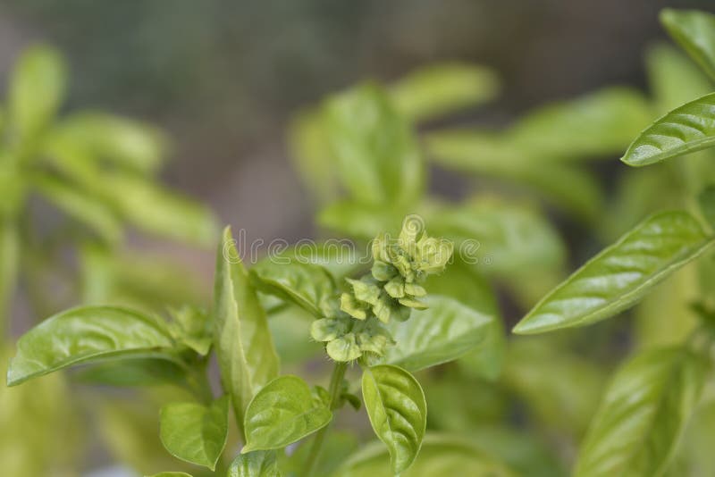 Common basil stock photo. Image of summer, basil, outdoors - 262351648