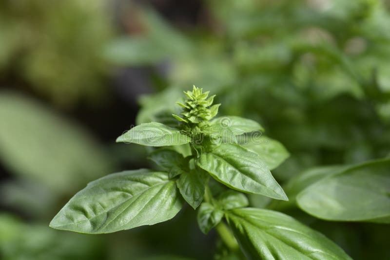 Common basil stock image. Image of sweet, common, great - 265515003