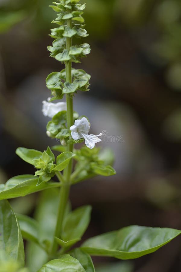 Common basil stock image. Image of culinary, close, autumn - 261146979