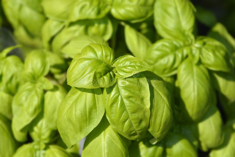 Common basil stock image. Image of cultivar, botany - 203784339