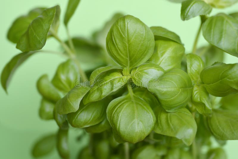 Common basil stock photo. Image of ocimum, culinary - 214024266