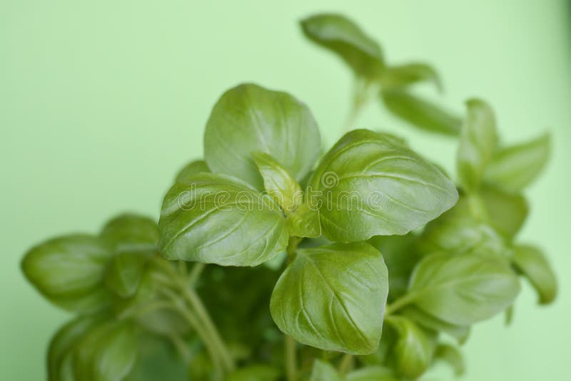 Common basil stock image. Image of culinary, herb, green - 214832277