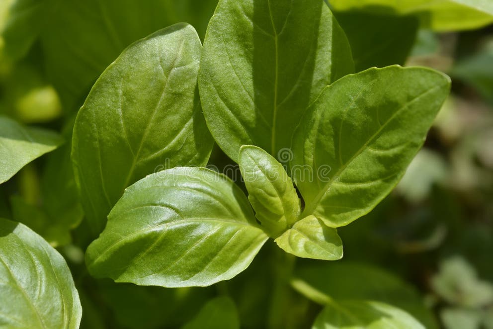 Common basil stock image. Image of culinary, herb, botany - 233327767