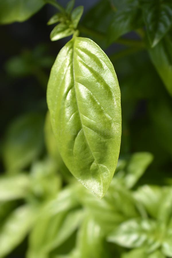 Common basil stock photo. Image of latin, botany, outdoors - 286140324
