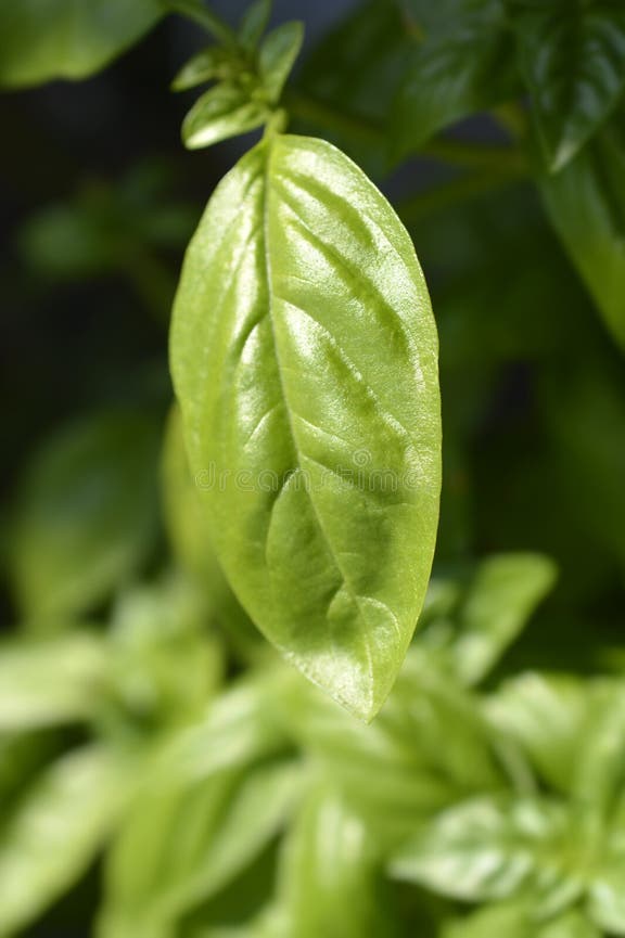 Common basil stock photo. Image of latin, botany, outdoors - 286140324